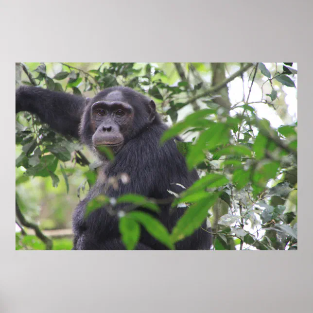 Chimp Poster | Zazzle