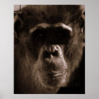 Chimpanzee Poster Print | Zazzle.com