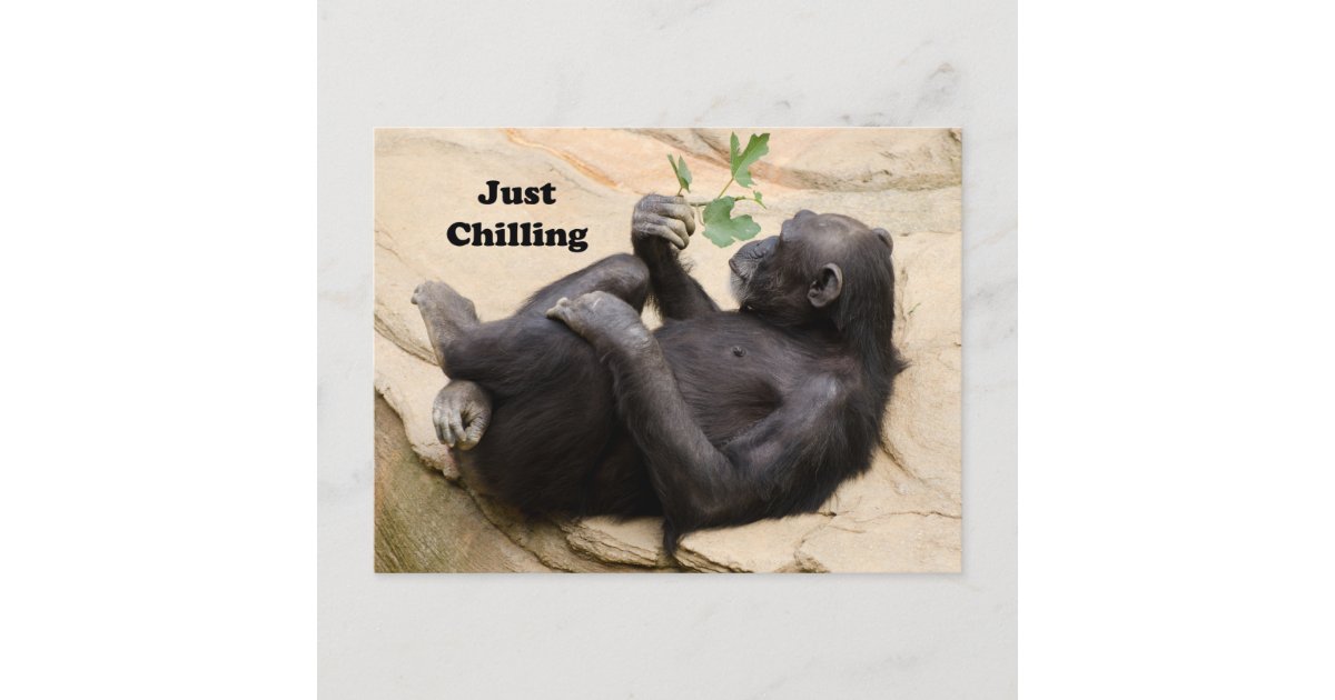 Chimp Relaxing Postcard | Zazzle