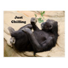 Chimp with the Pearl Earring Postcard | Zazzle.com