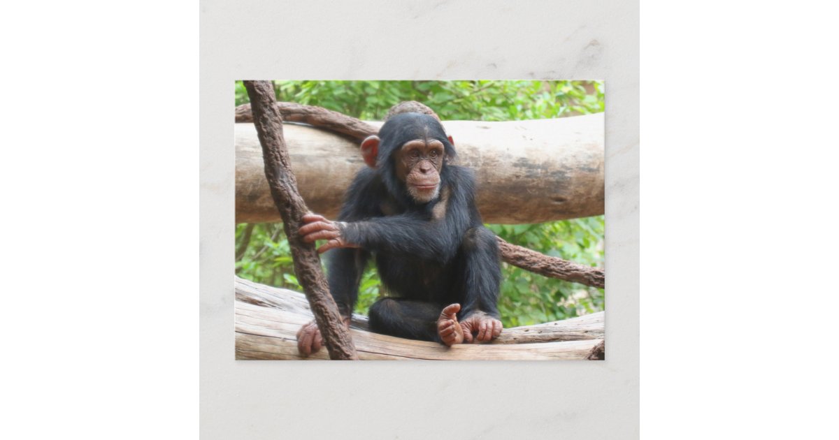 Chimpanzee 001 postcard | Zazzle