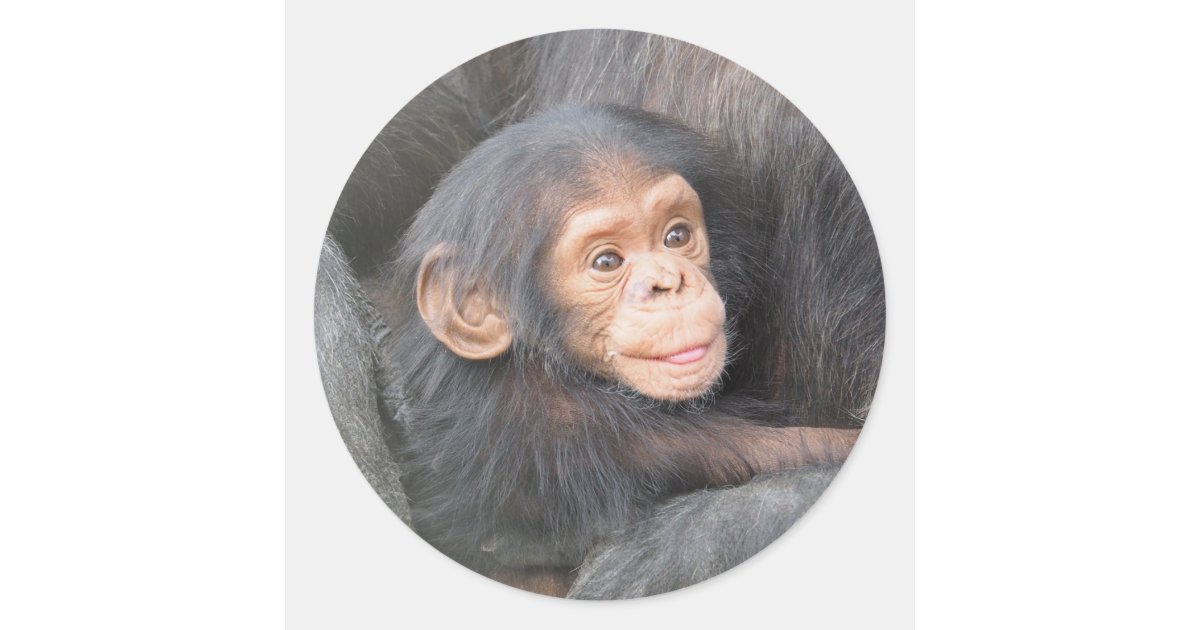 Chimpanzee Classic Round Sticker | Zazzle