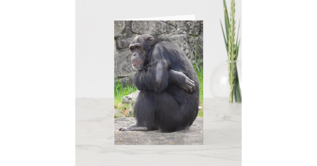 Chimpanzee Greeting Card | Zazzle