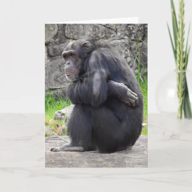 Chimpanzee Greeting Card | Zazzle