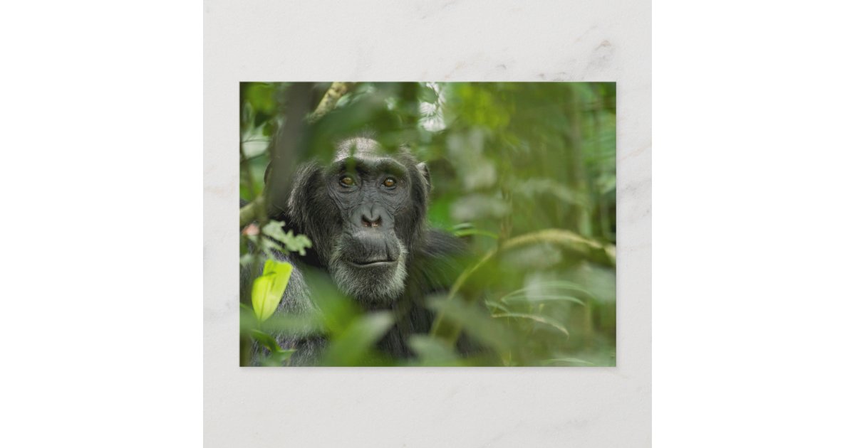 Chimpanzee Hidden Amongst Vegetation Postcard | Zazzle