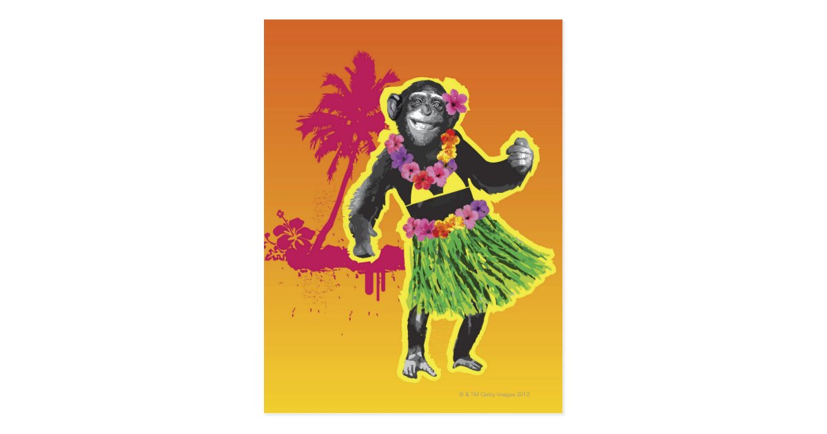 Chimpanzee Hula Dancing Postcard | Zazzle.com