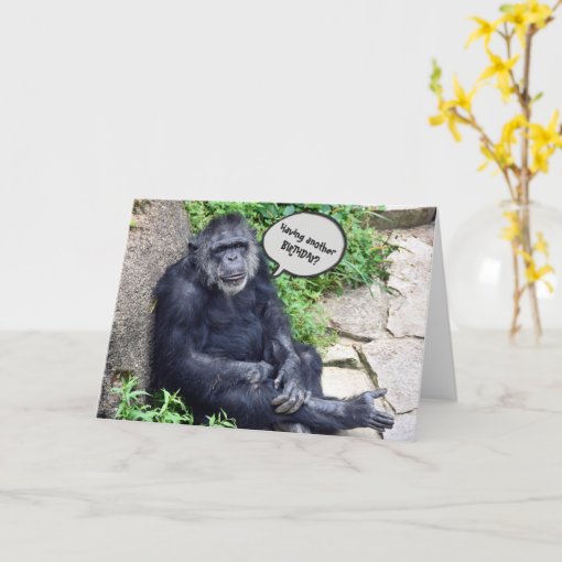 Chimpanzee Humorous Birthday Card | Zazzle
