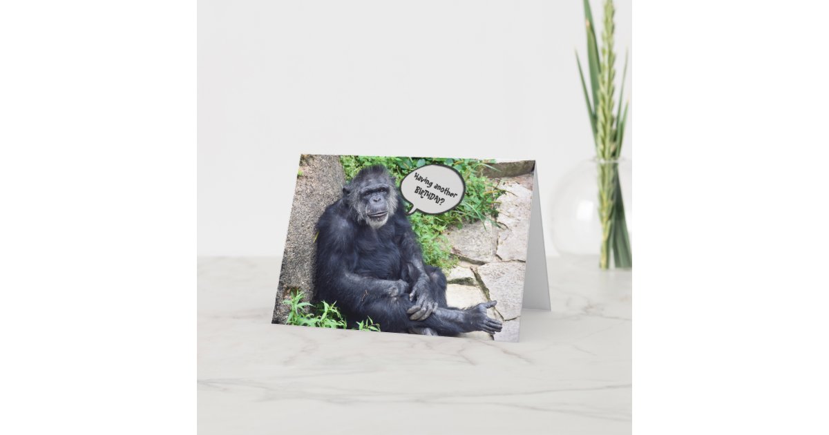 Chimpanzee Humorous Birthday Card | Zazzle.com