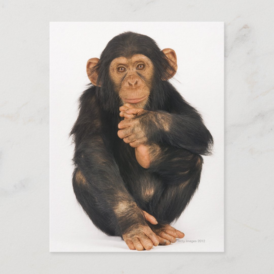 Chimpanzee (Pan troglodytes) Postcard | Zazzle
