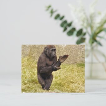 Chimpanzee Postcard | Zazzle
