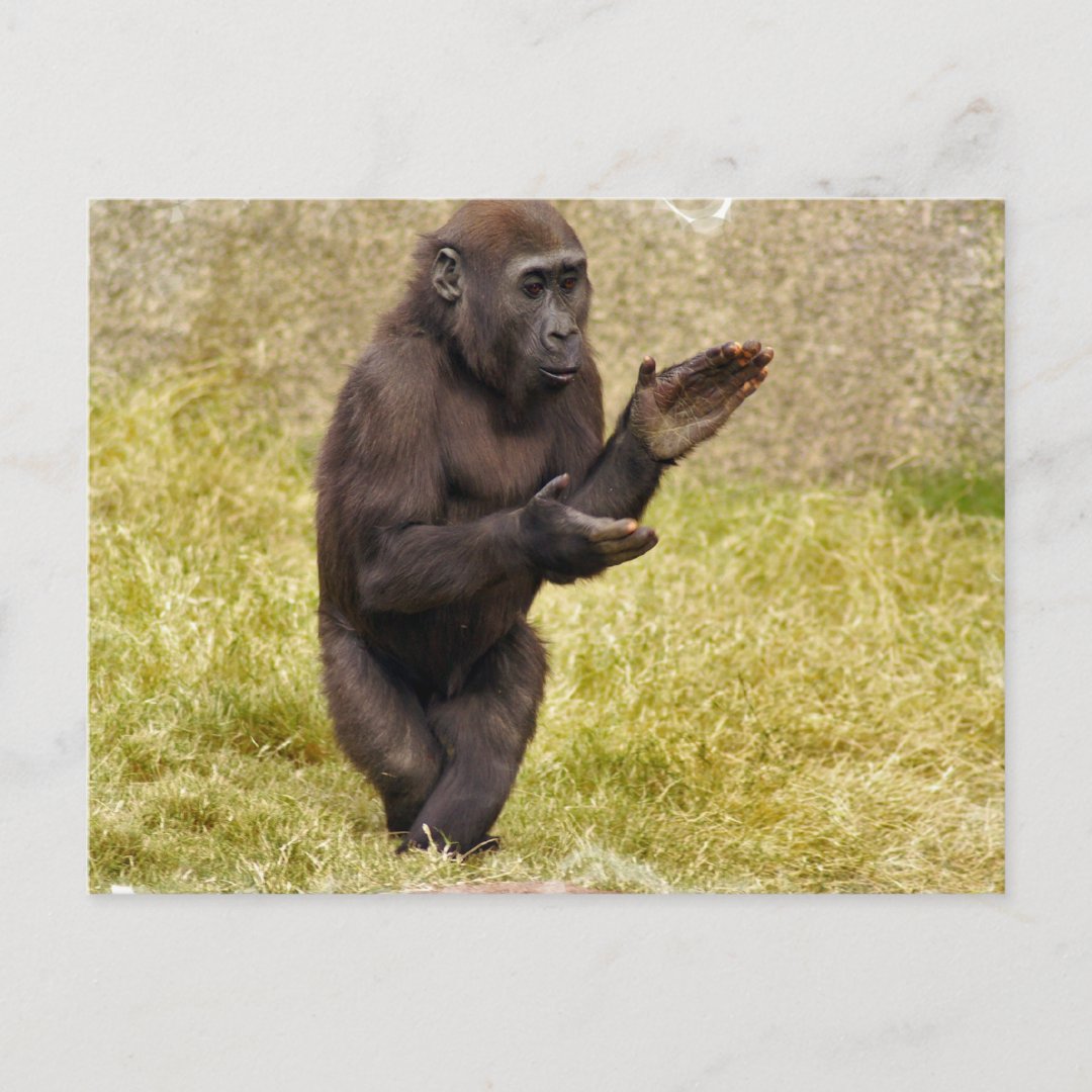 Chimpanzee Postcard | Zazzle