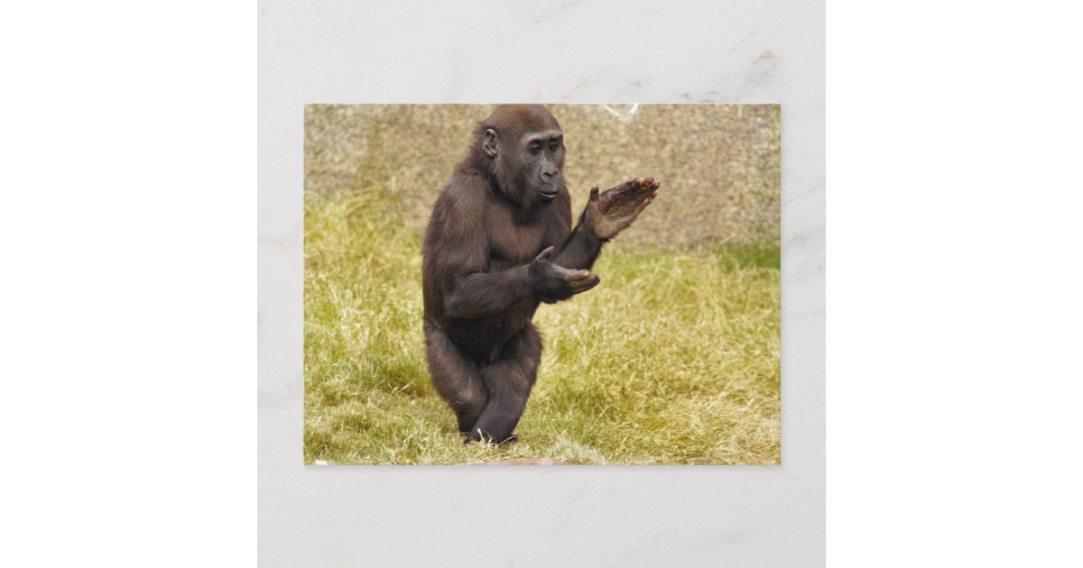 Chimpanzee Postcard | Zazzle