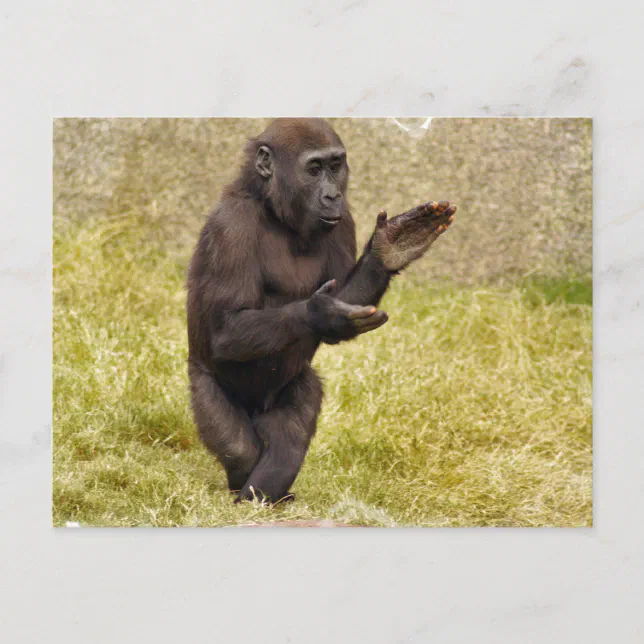 Chimpanzee Postcard | Zazzle
