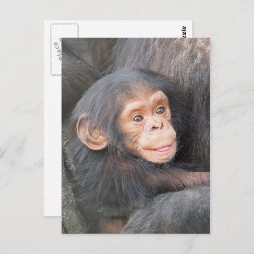 Chimpanzee Postcard | Zazzle
