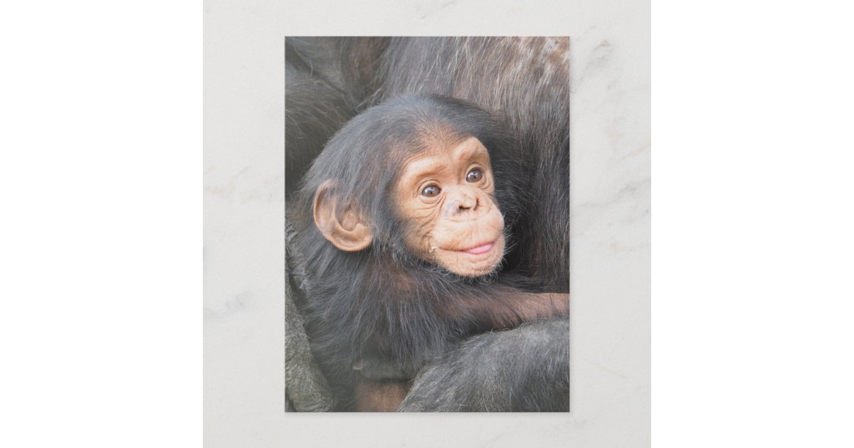 Chimpanzee Postcard | Zazzle