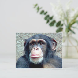 Chimpanzee Postcard | Zazzle