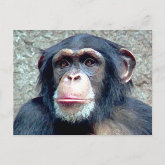 Chimpanzee Postcard | Zazzle.com