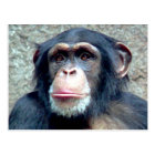 Chimpanzee Face with Blue Eyes Postcard | Zazzle.com