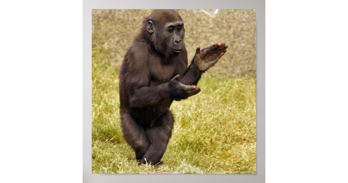 Chimpanzee Poster Print | Zazzle
