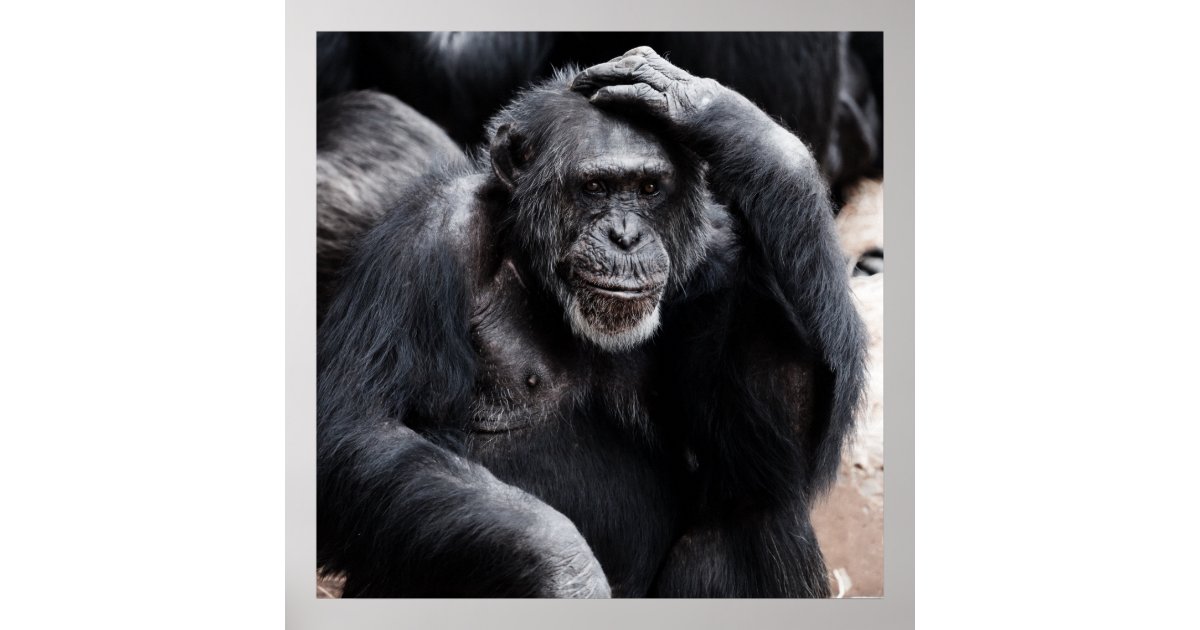 Chimpanzee thinking poster | Zazzle