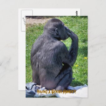 CHIMPANZEES POSTCARD | Zazzle