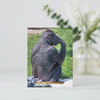 CHIMPANZEES POSTCARD | Zazzle