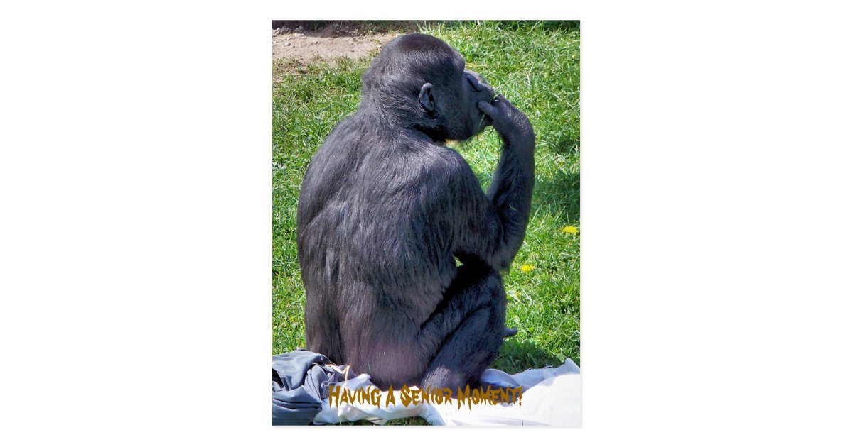 CHIMPANZEES POSTCARD | Zazzle.com
