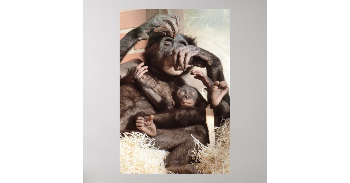 CHIMPANZEES POSTER | Zazzle