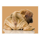 Happy Birthday Chinese Shar Pei Puppy Dog Card | Zazzle.com