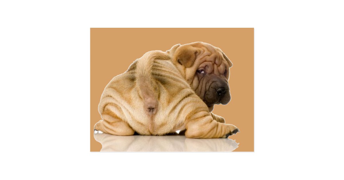 Chinese Shar-pei Puppy Dog Postcard | Zazzle.com