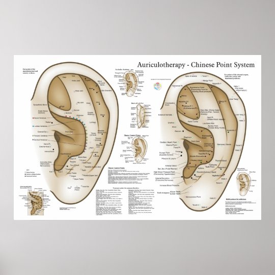 Chinese System of Auricular Ear Acupuncture Poster | Zazzle.com