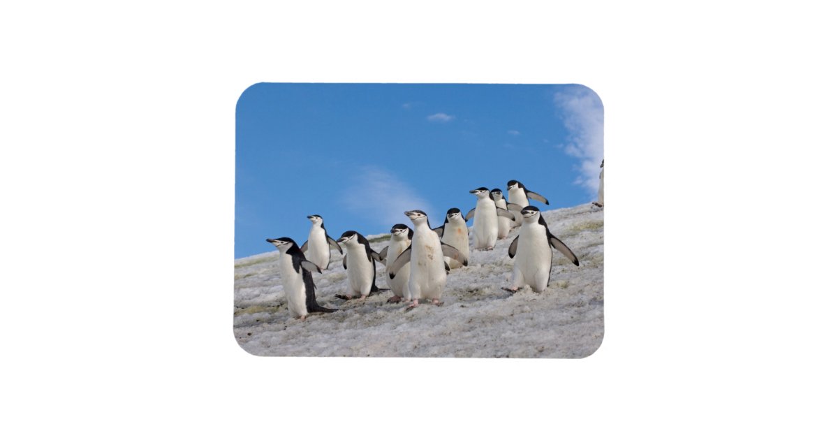 Chinstrap Penguins | Pygoscelis Antarctica Magnet | Zazzle