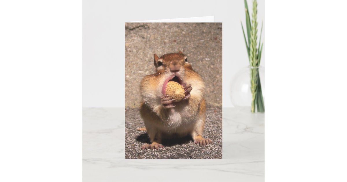 Chipmunk Card | Zazzle