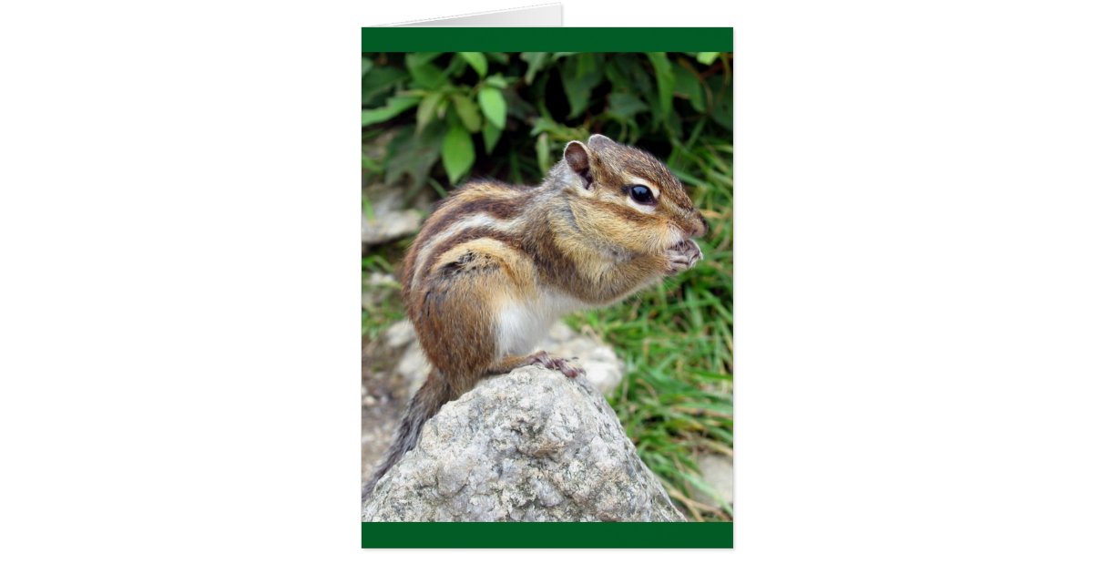 Chipmunk Chewing | Zazzle
