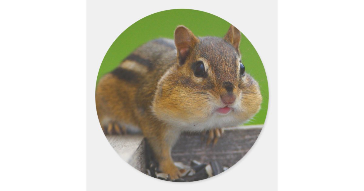 chipmunk classic round sticker | Zazzle