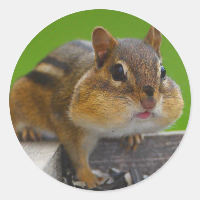 chipmunk classic round sticker | Zazzle