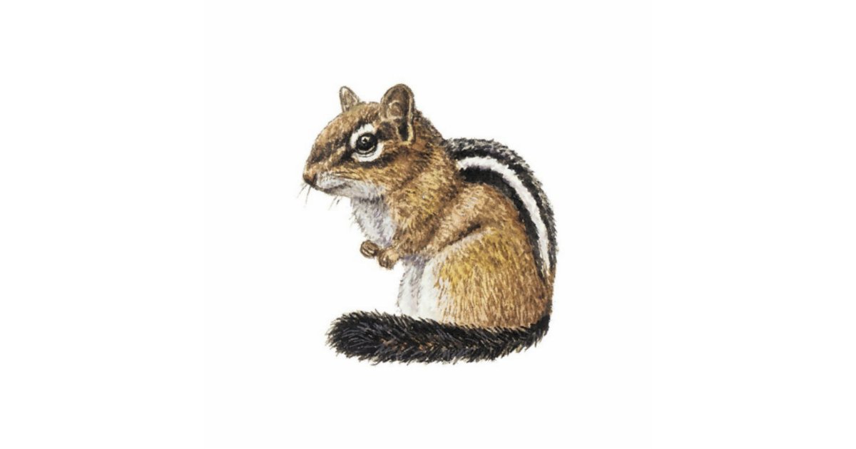 Chipmunk Cutout | Zazzle