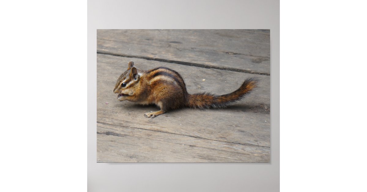 Chipmunk Poster | Zazzle