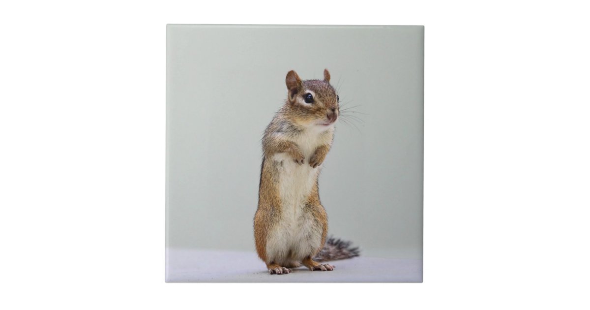 Chipmunk Standing Up Photo Tile | Zazzle