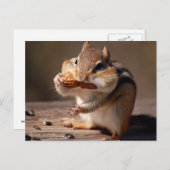 Chipmunk Stuffing His Face Postcard | Zazzle