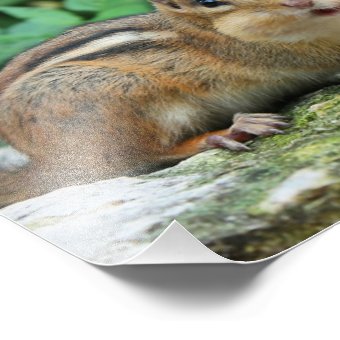 Chipmunk with Stuffed Cheeks Photo Print | Zazzle