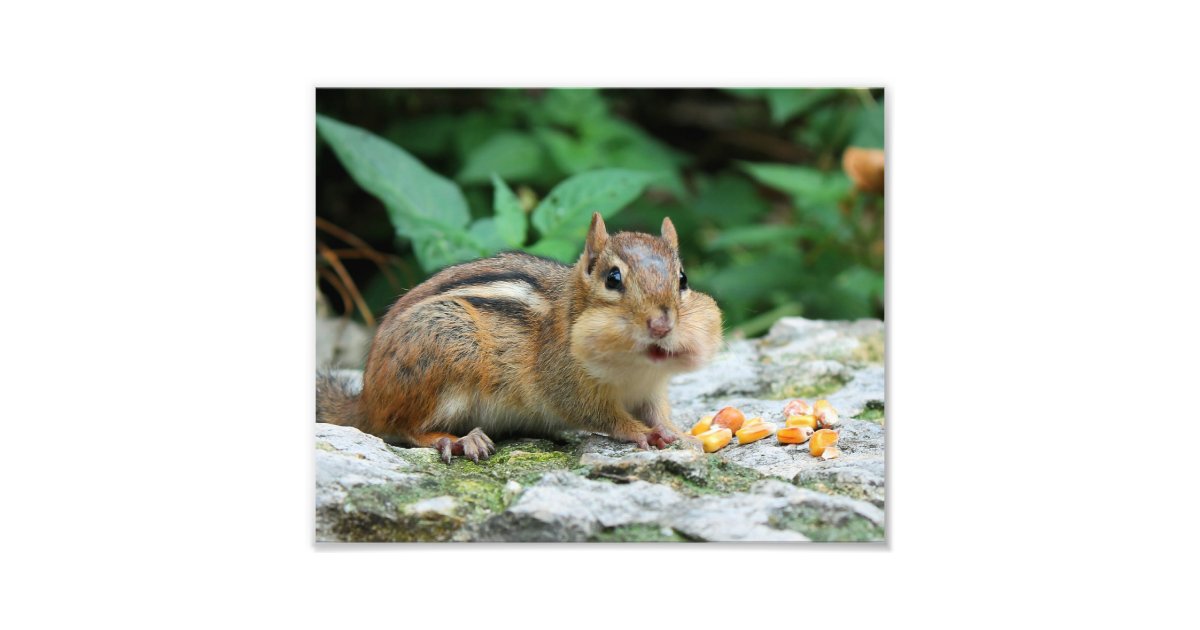 Chipmunk with Stuffed Cheeks Photo Print | Zazzle