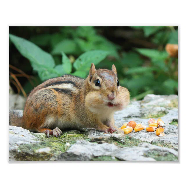 Chipmunk with Stuffed Cheeks Photo Print | Zazzle