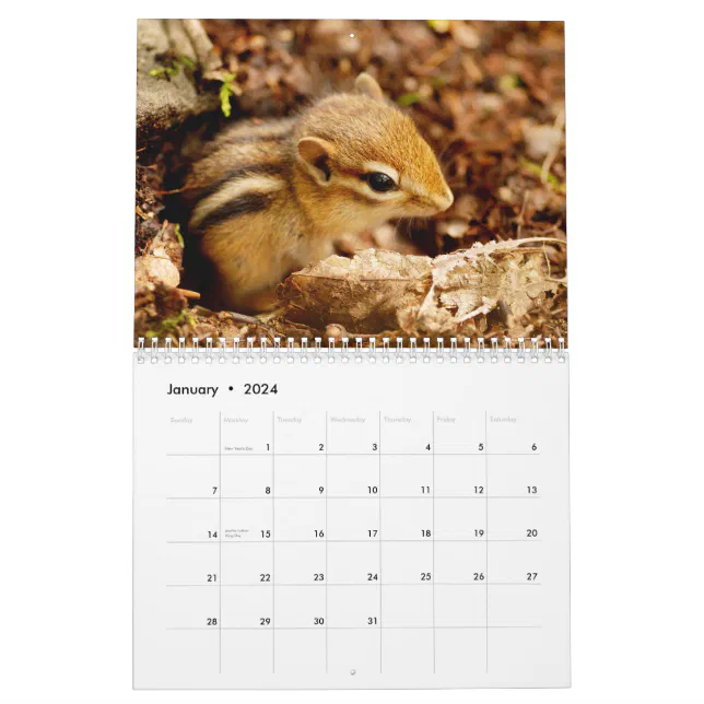 Chipmunks! A Super Cute 2015 Wall Calendar | Zazzle