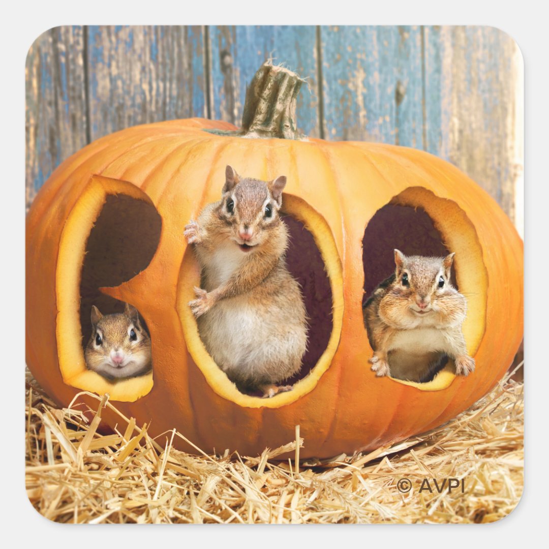 Chipmunks Inside Boo Jack-o-Lantern Square Sticker | Zazzle
