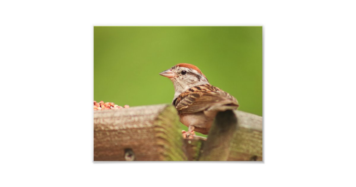 Chipping Sparrow at Bird Feeder Photo Print | Zazzle