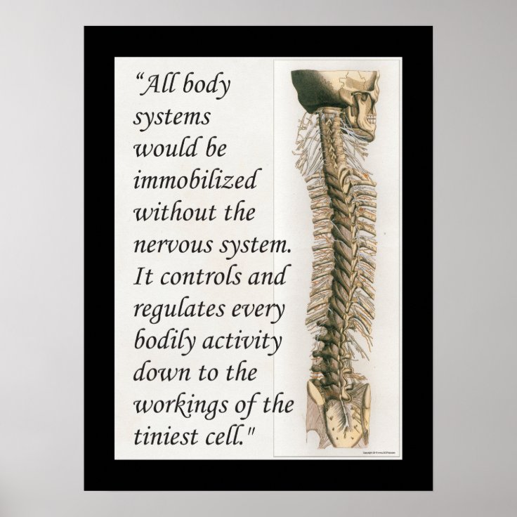 Chiropractic Quote Nervous System Poster Customize | Zazzle