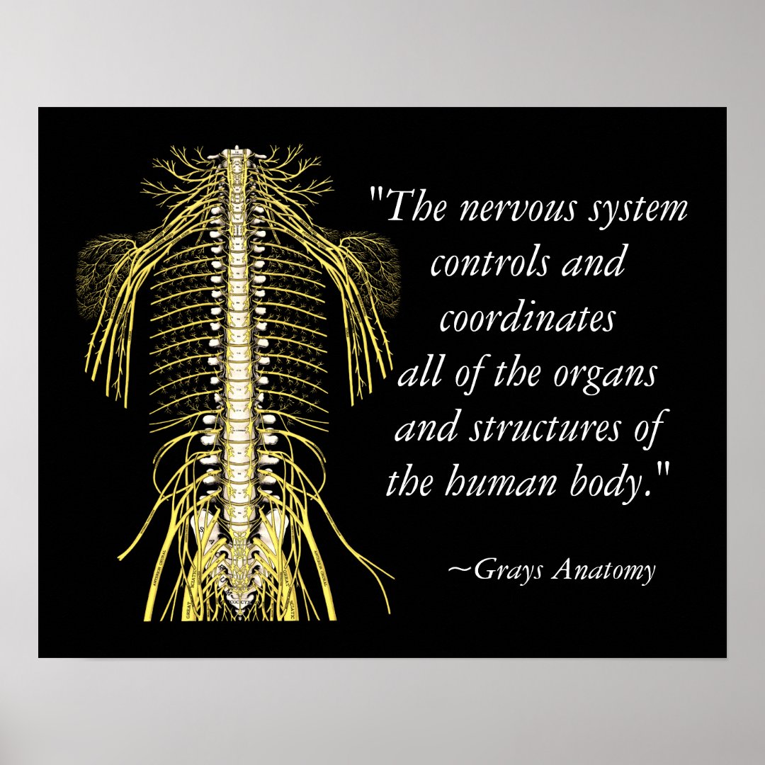 Chiropractic Sayings & Quotes Nerves Poster | Zazzle