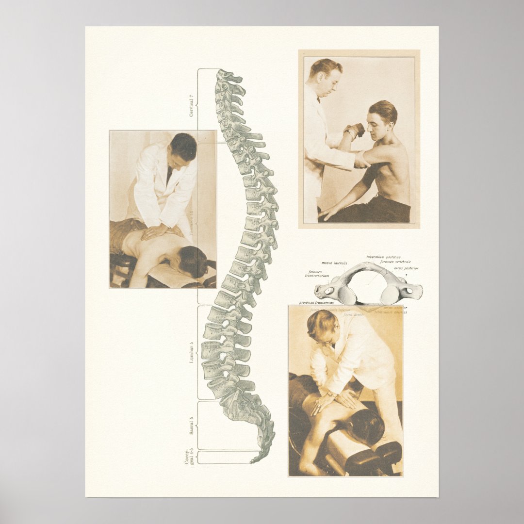 Chiropractic Spinal Adjustment Poster | Zazzle