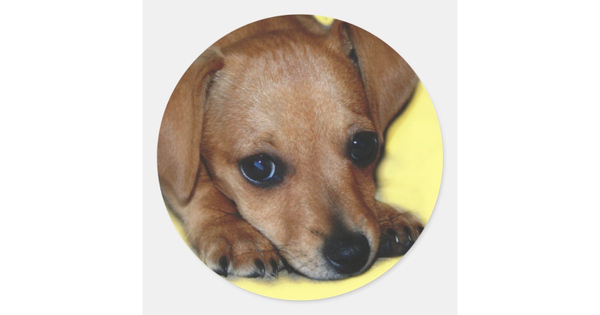 Chiweenie Sticker | Zazzle